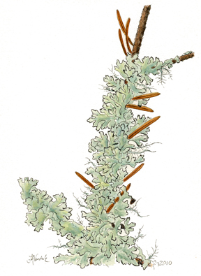 VBA-Lichens, Hypotrachyna, Usnea